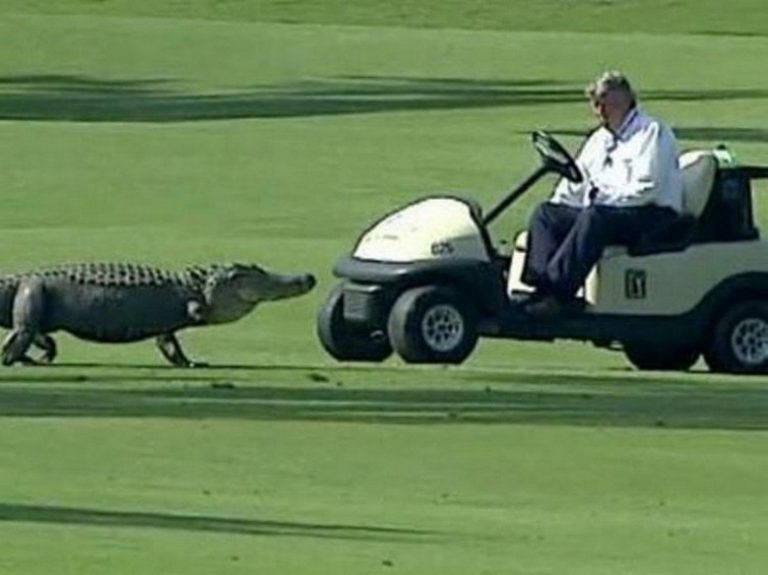 Golf is the Best/Worst Game Ever (26 Photos) – Suburban Men Golf is the Best/Worst Game Ever (26 Photos) – Suburban Men